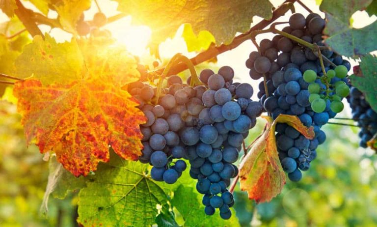 Vine and the Branches: Children's Sermon Lesson from John 15:1-8 ...