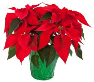 Poinsettia Object Lesson (1 Samuel 16:7) - Ministry To Children